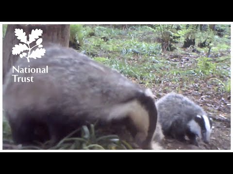 Badger family in Ireland, video | Dear Kitty. Some blog
