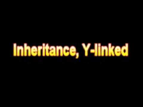 What Is The Definition Of Inheritance, Y linked Medical School Terminology Dictionary