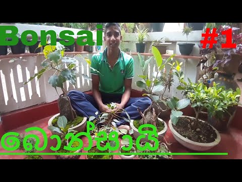 Bonsai in sri lanka @SLBonsai. One best Bonsai youtube channel in sri lanka