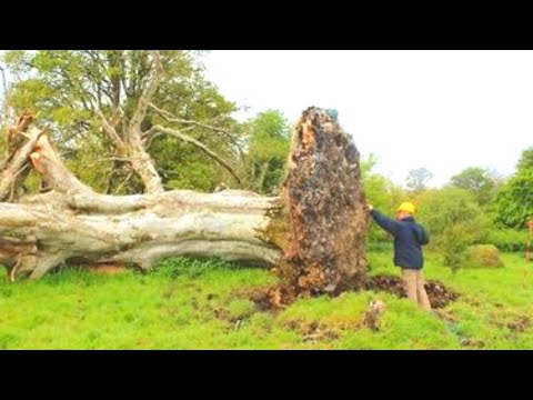 A Gale Uprooted This Tree – And Scientists Discovered Something Shocking Beneath It