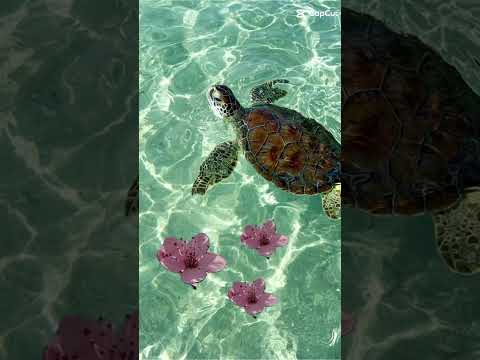 ocean pics for u 🌊