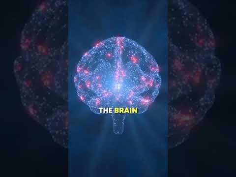 Top 5 Supplements to Improve BRAIN Function