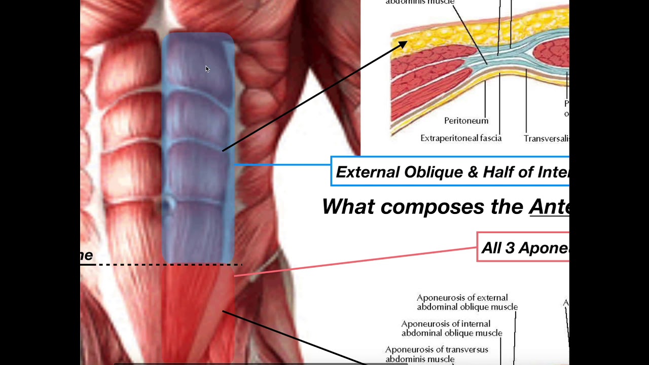 Anatomy of the Rectus Sheath