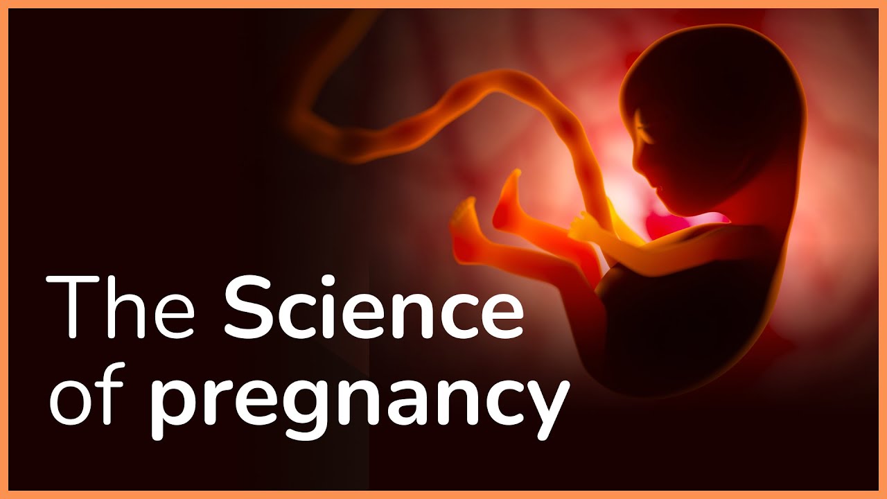 The Science of Pregnancy I Introduction to the iMumz pregnancy application
