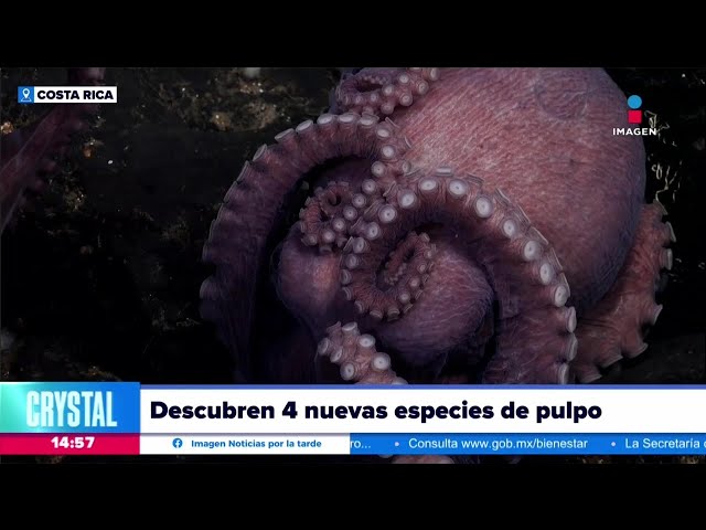 Diferencias entre pulpo y calamar, que no te den gato por liebre
