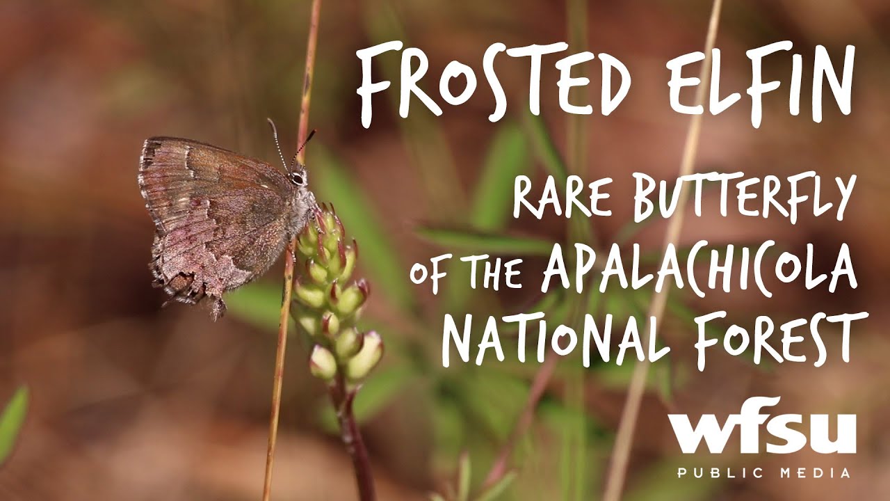 Frosted Elfin | Rare Butterfly of the Apalachicola National Forest