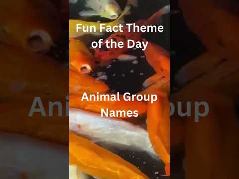 Animal Group Names: Ferrets