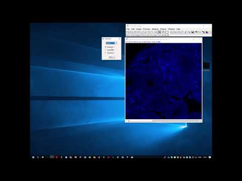 Creating a intensity profile plot in ImageJ