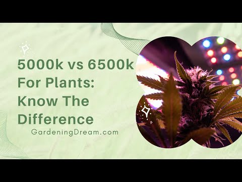 5000k vs 6500k For Plants- Know The Difference