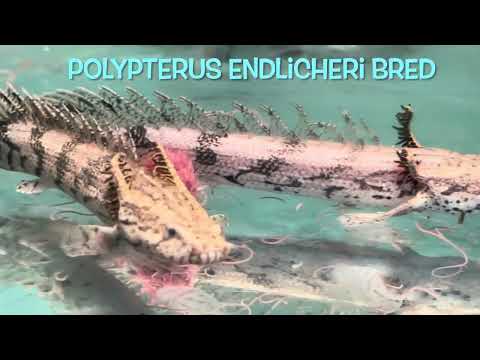 Polypterus endlicheri bred