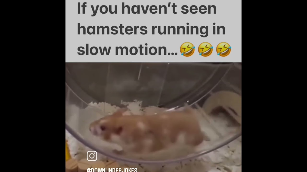Hamster Slow Motion running
