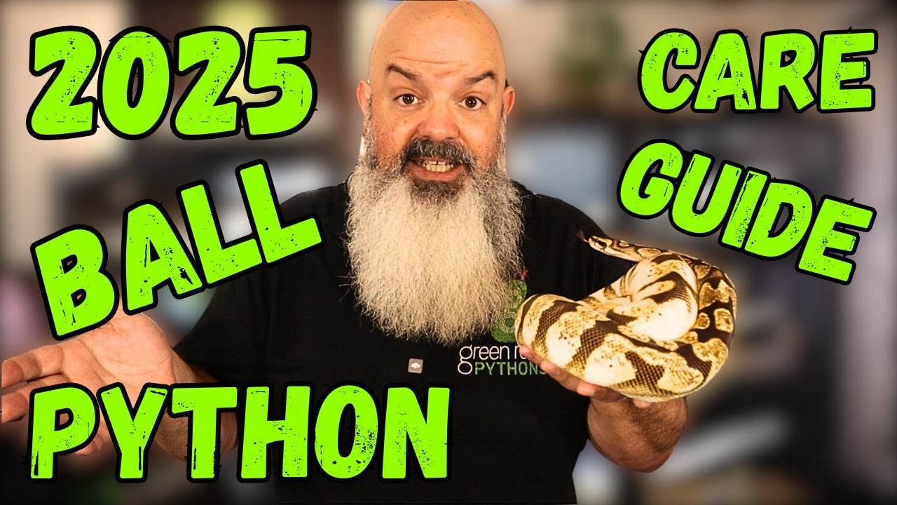 How To Care For a Ball Python