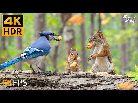 Cat TV for Cats to Watch ๐บ Fall in Love with Chipmunks, Birds, Squirrels ๐ฟ 4K HDR 60FPS