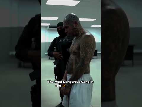 Top 3 Most Dangerous Gangs In The US #shorts