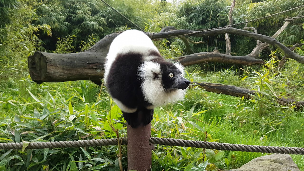 Ruffed lemur vocalization