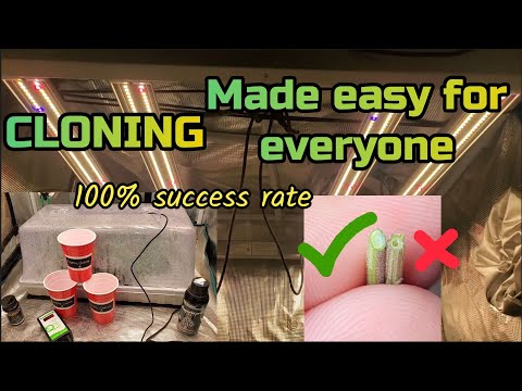 Flawless Cloning Made easy for everyone Tips Tricks and Secrets, grown under the Mars Hydro FC-3000