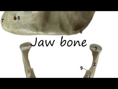How to Pronounce Jaw bone?