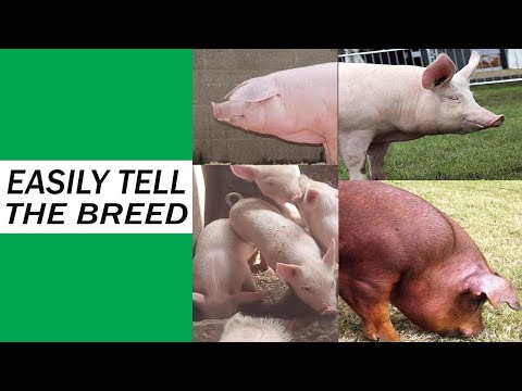 Identifying the 3 Different Types of Pig Breed EASILY (Types Of Pig Breed)