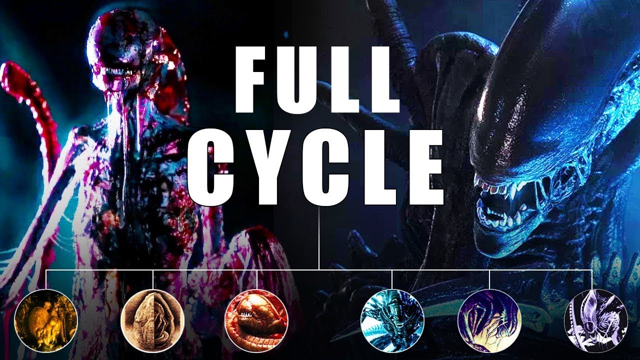 Alien Xenomorph Life Cycle Explained - Egg to Queen and Beyond