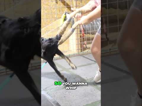 Ultimate Guide to Teaching Your Dog Bite Work at Home