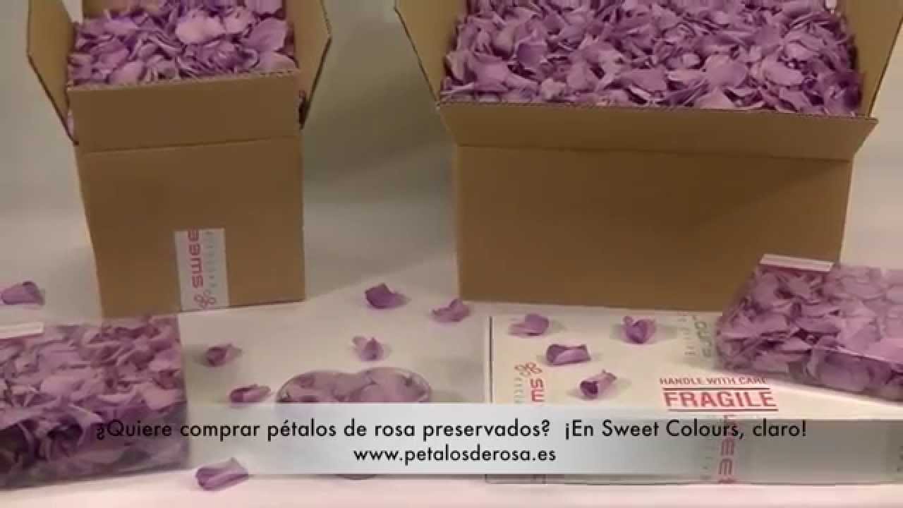 Pétalos de rosa preservado 'Lavanda suave'