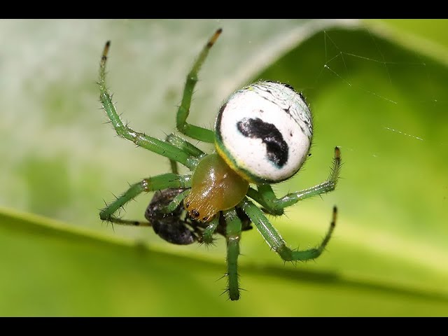 Pringles Spider: Chip company launches petition to have insect named ...
