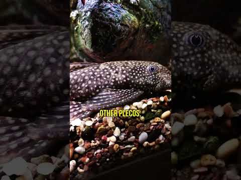 Bristlenose Pleco: The Must-Have Fish for Low-Maintenance Aquarium Enthusiasts 🐟 ☑️