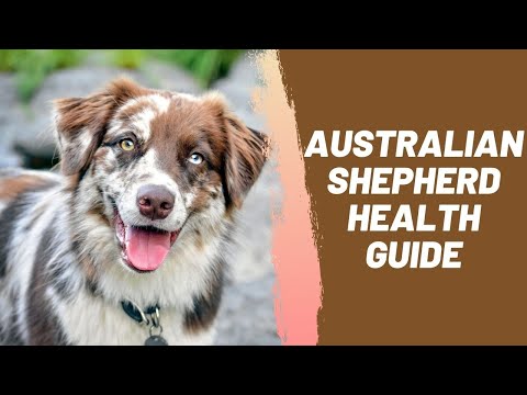 Australian Shepherd Health Guide