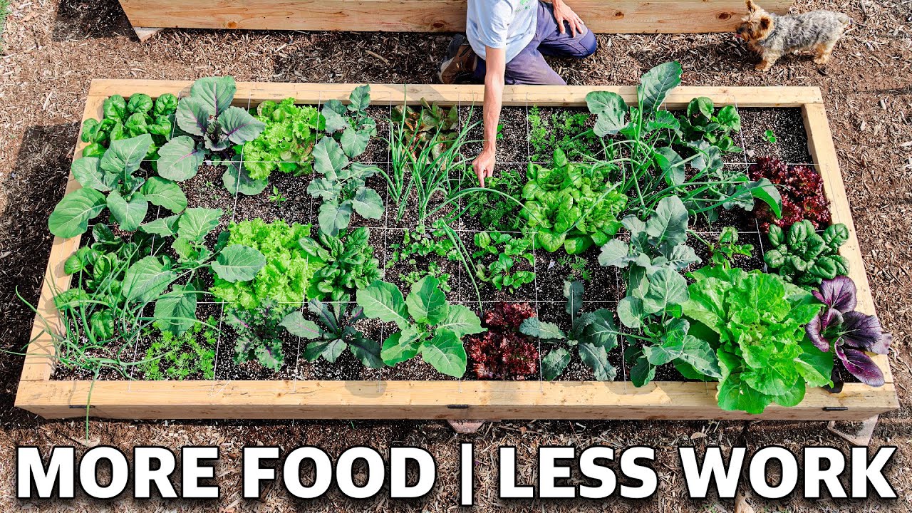 Using SQUARE FOOT Gardening Easily DOUBLED the Harvests