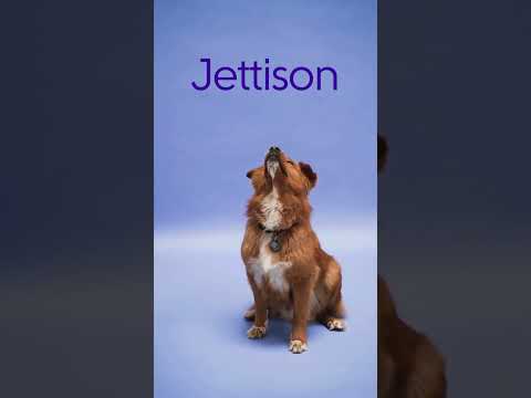 โจ 7 Unique Dog Names that Start with J #6 | Wag & Howl