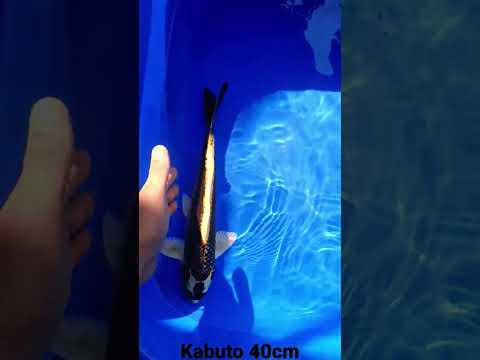 Kin Kabuto Japanese Koi Nishikigoi India 40cm+