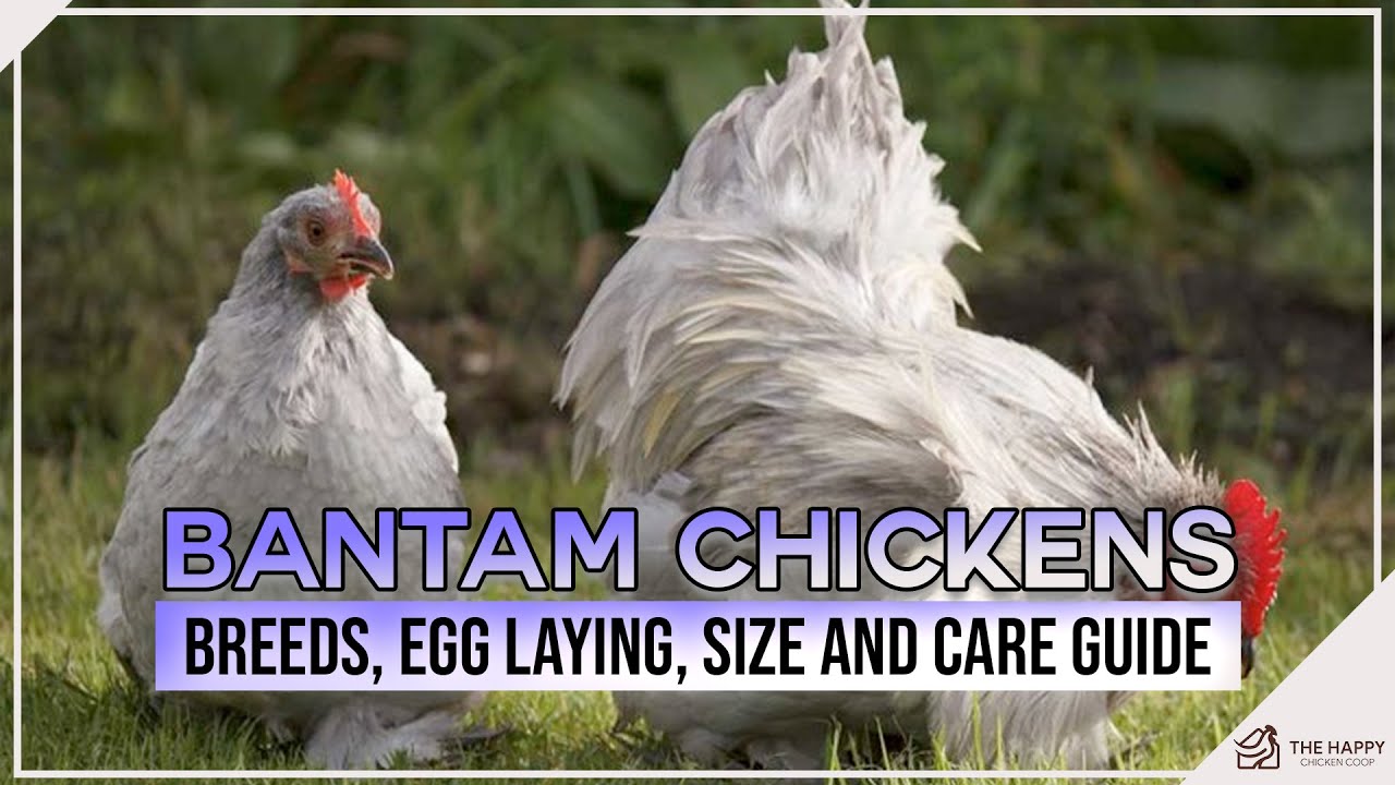 Bantam Chickens Breeds, Egg Laying, Size and Care Guide