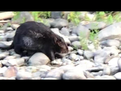 Big old beaver, Delaware River
