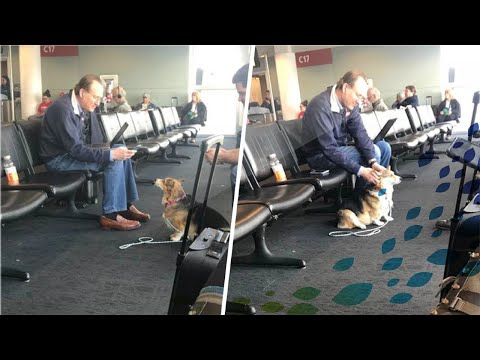 Corgi Escapes From Owner At Airport For Unanticipated Reason