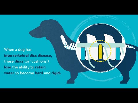 Intervertebral Disc Disease (IVDD) in Dogs and Cats