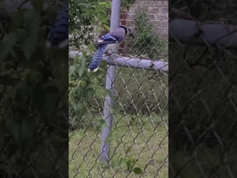 What does it mean when you see a blue jay? #birdlover #bluejay