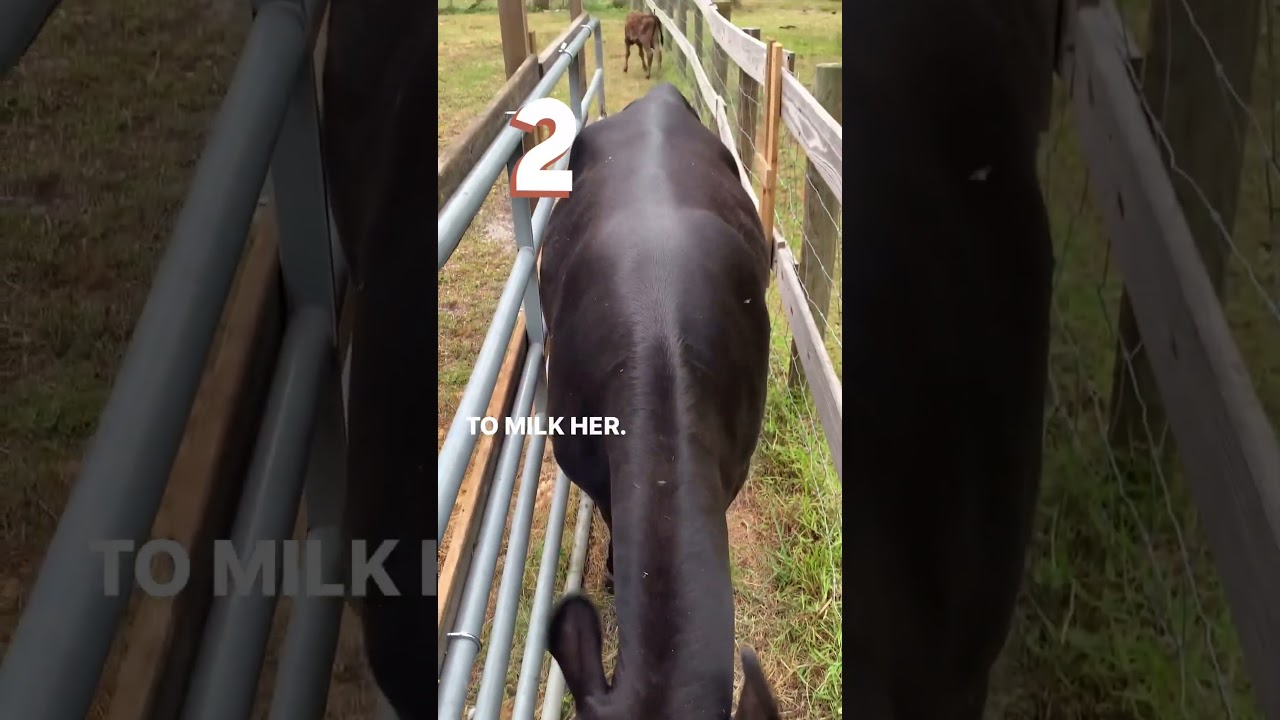 How We Milk Our Kicking Cow #farmlife #homesteader #homesteading #cows #milking #kickingcow