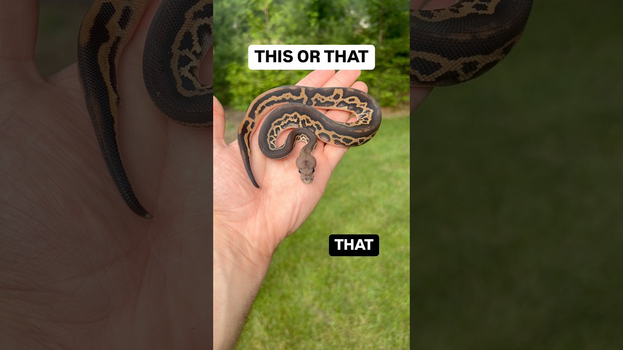 Which Ball Python would you add to your collection!?