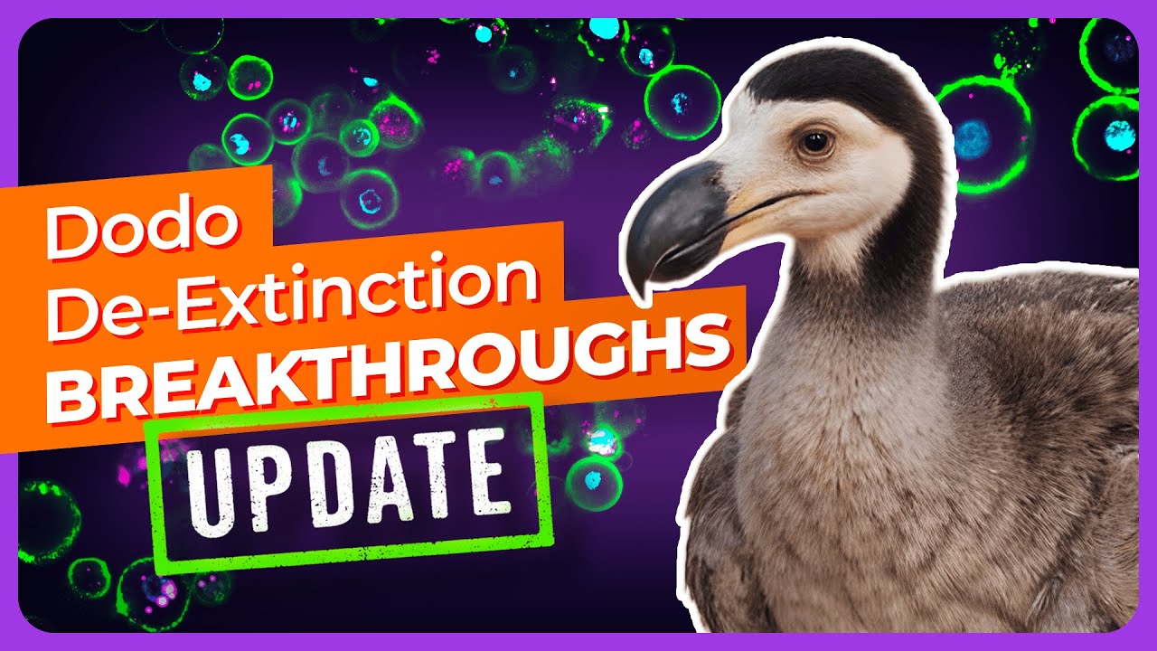 BREAKTHROUGH: Bringing the Dodo Back from Extinction