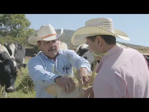 Carga animal en bovinos | Secretaría de Agricultura y Desarrollo Rural ...