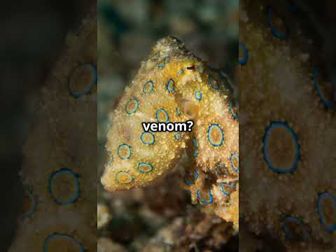 5 Shocking Facts About the Deadly Blue Ringed Octopus! 🐙💙#octopus #shorts