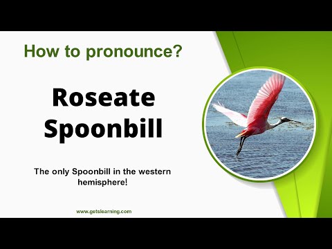 How to say Roseate Spoonbill in English correctly