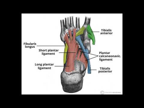 foot as a functional unit