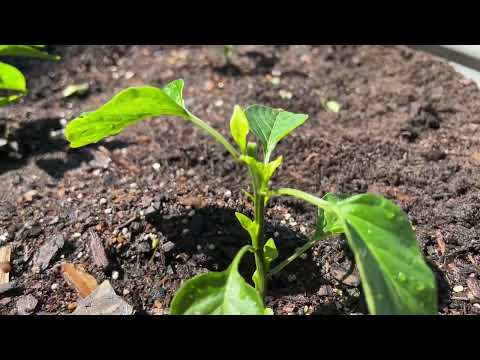 Gulf Coast Gardener - Datil Peppers - To Prune or Not to Prune?