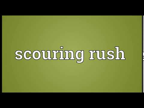 Scouring rush Meaning | Wordogram