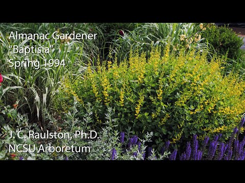 Almanac Gardener Featuring J. C. Raulston - Baptisia