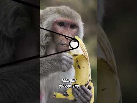 The Ultimate Guide How to Peel a Banana Like a Monkey #mythbusting #monkey