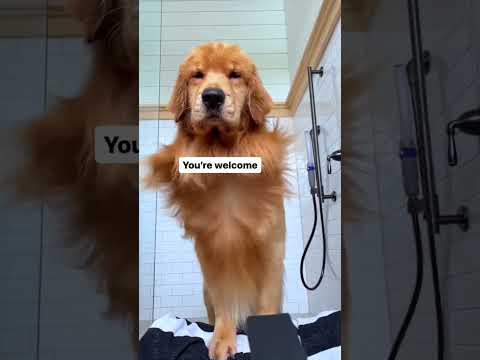 Do you still want a golden retriever?