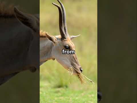 Top 10 Weirdest Animals You Won't Believe Exist! #weirdanimals #top10 #nature #wildlife #animalfacts