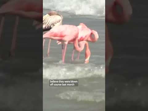 Flamingos spotted in Wisconsin!